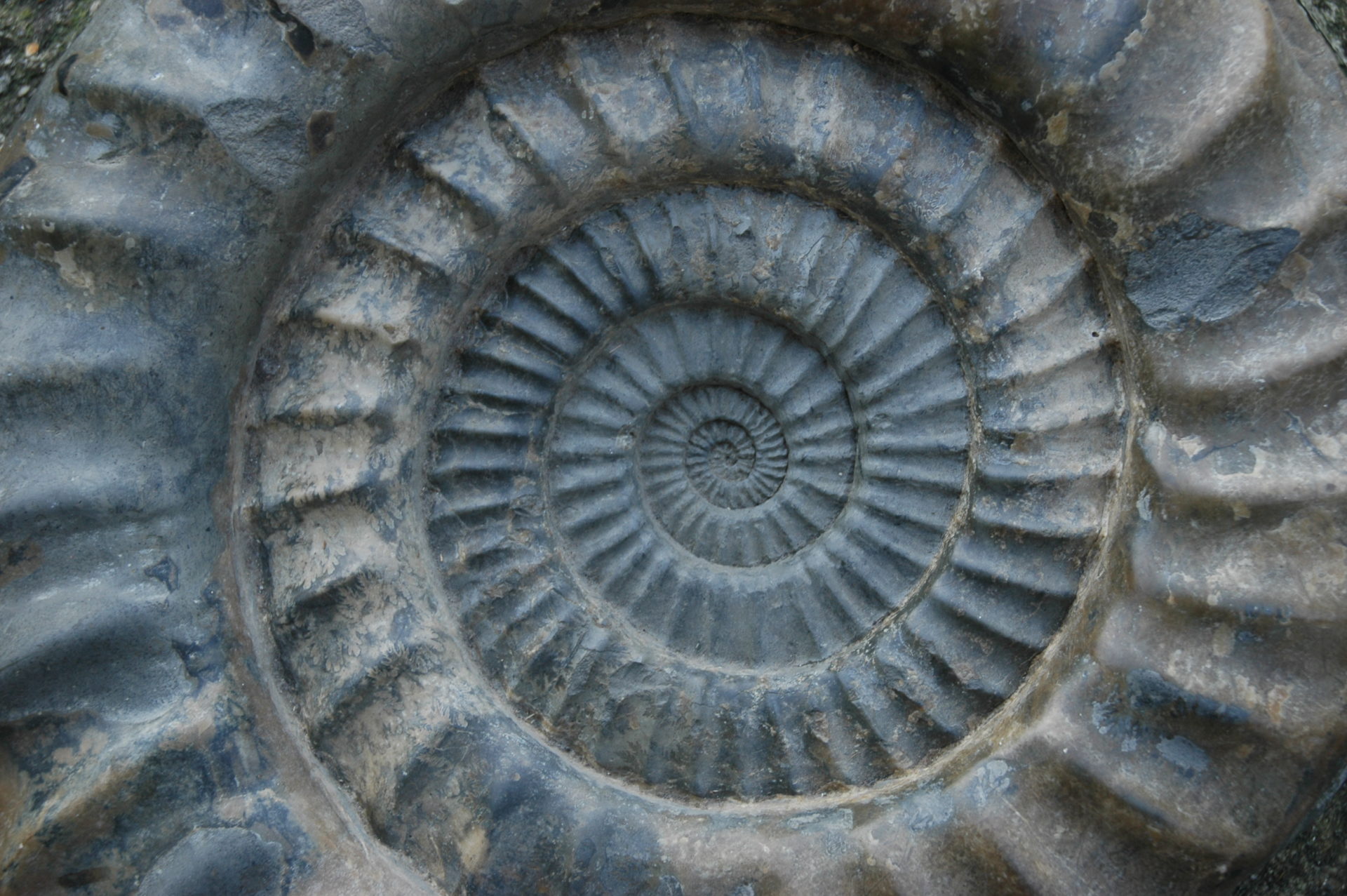Plant Fossil Wood - Jurassic Coast World Heritage Site