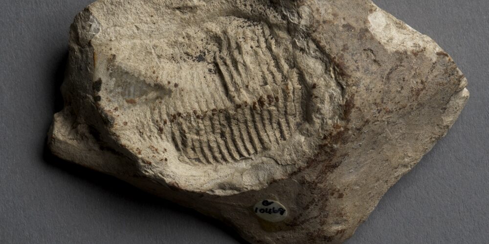 Banded flint - Jurassic Coast World Heritage Site